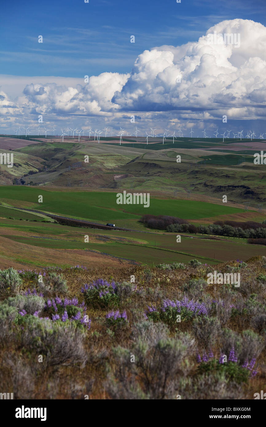 Washington state usa climate change hi-res stock photography and images ...