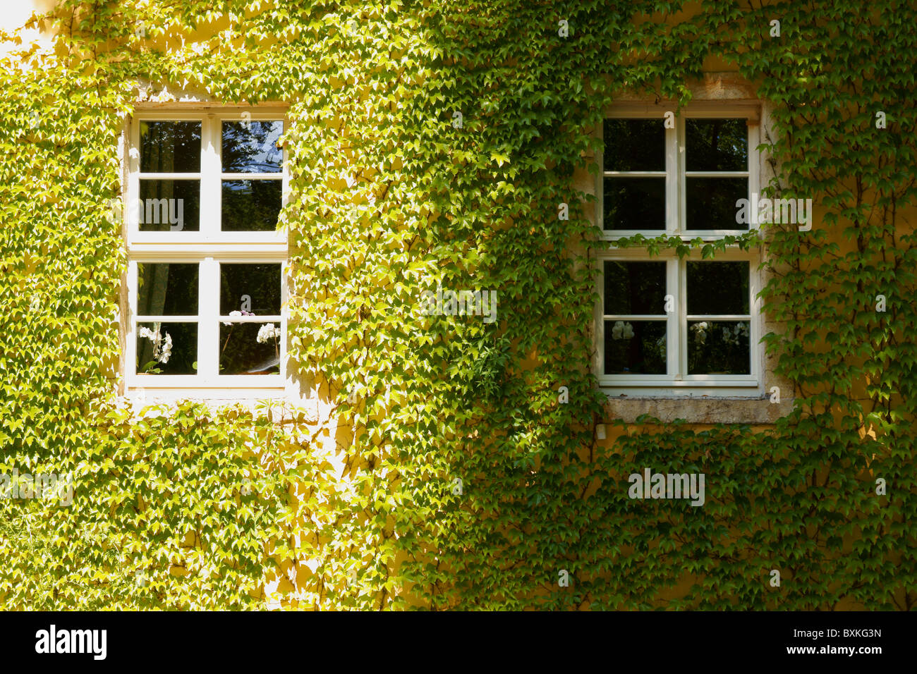 sunny and shaded window covered with ivy Stock Photo - Alamy