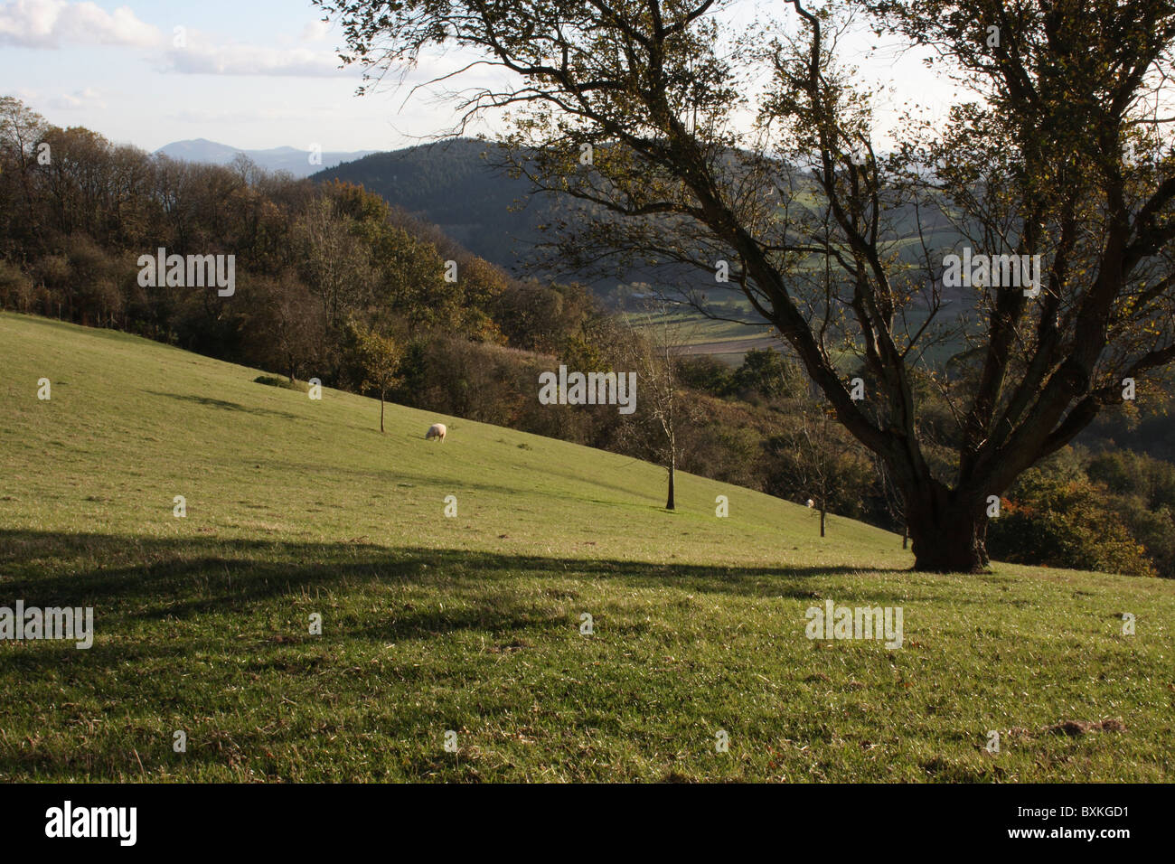 Abberley hi-res stock photography and images - Alamy