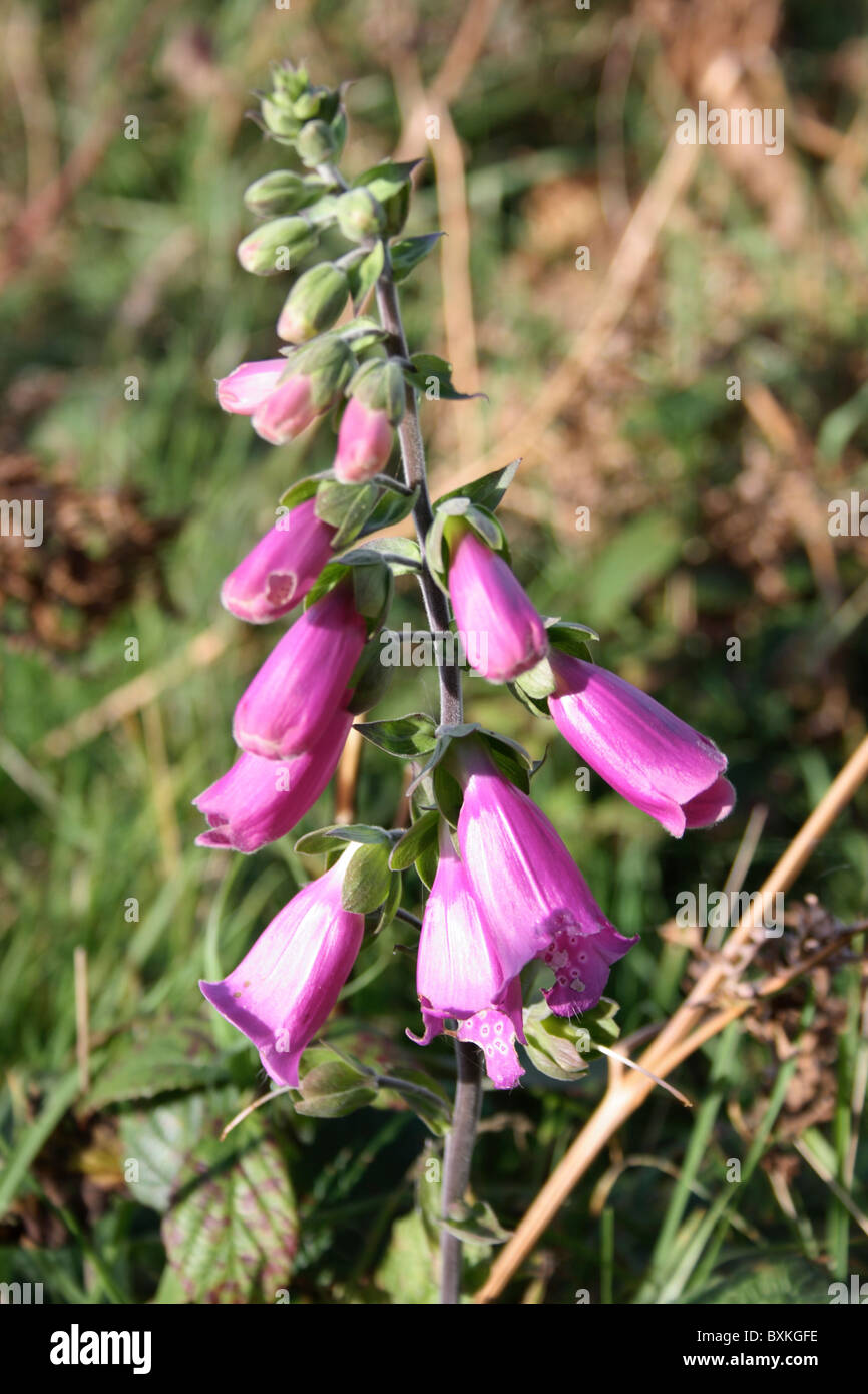 Goodrich plant hi-res stock photography and images - Alamy