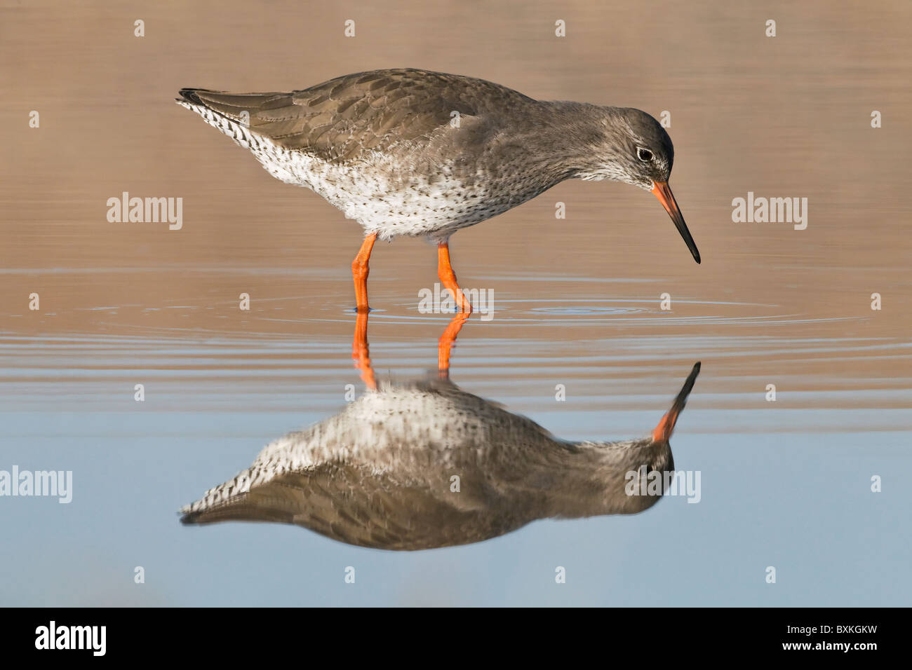 Tidal fishing hi-res stock photography and images - Alamy