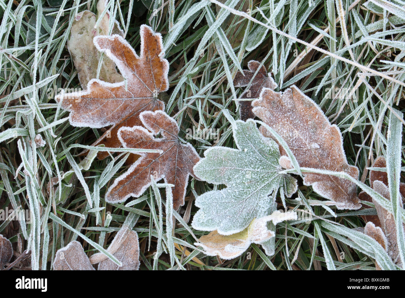 Pedmore hi-res stock photography and images - Alamy