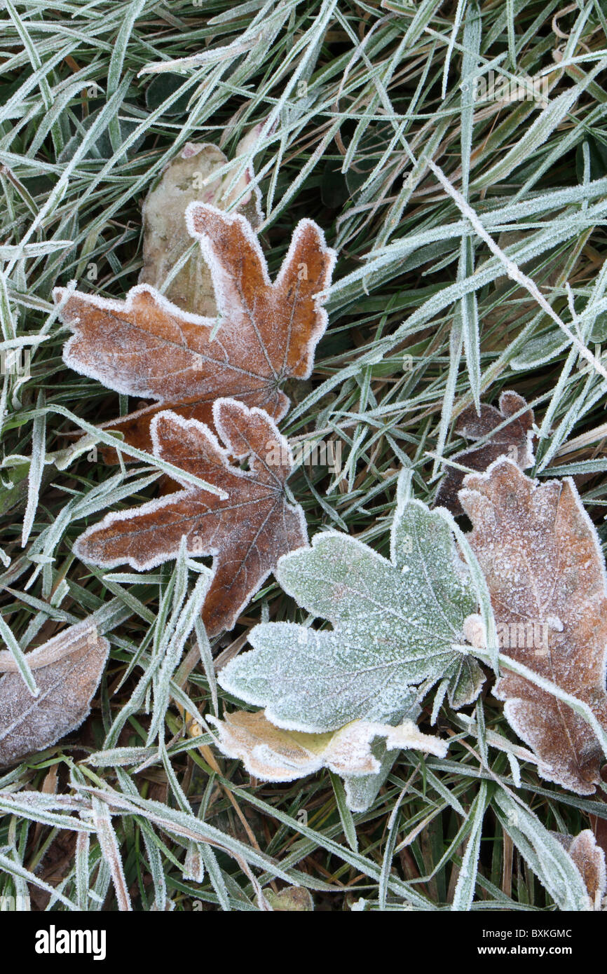 Pedmore hi-res stock photography and images - Alamy