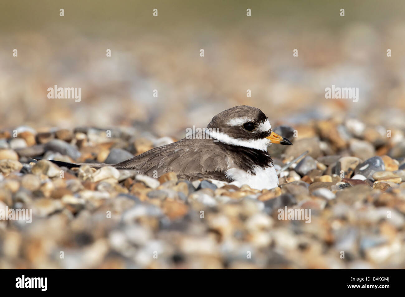 Incubating on nest hi-res stock photography and images - Alamy