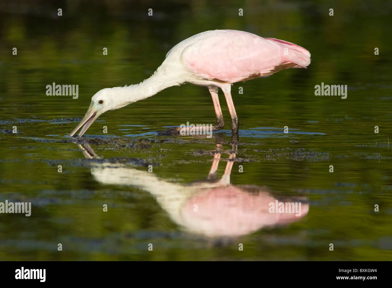 Roseate spoonbill fish hi-res stock photography and images - Alamy