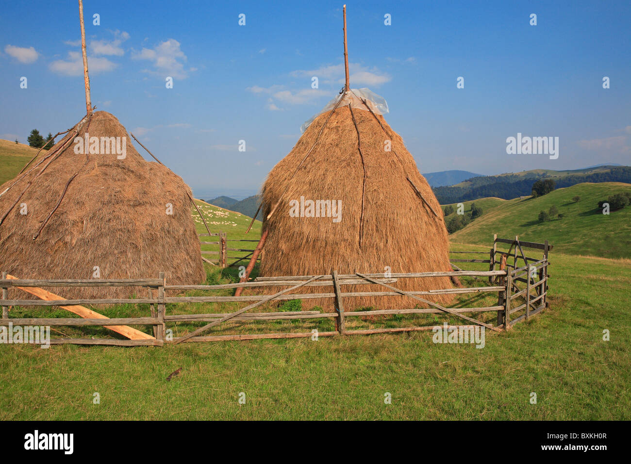Paltinis hi-res stock photography and images - Alamy