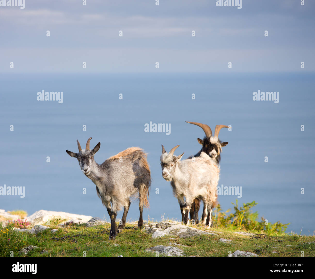 Valley of the rocks exmoor goats hi-res stock photography and images ...