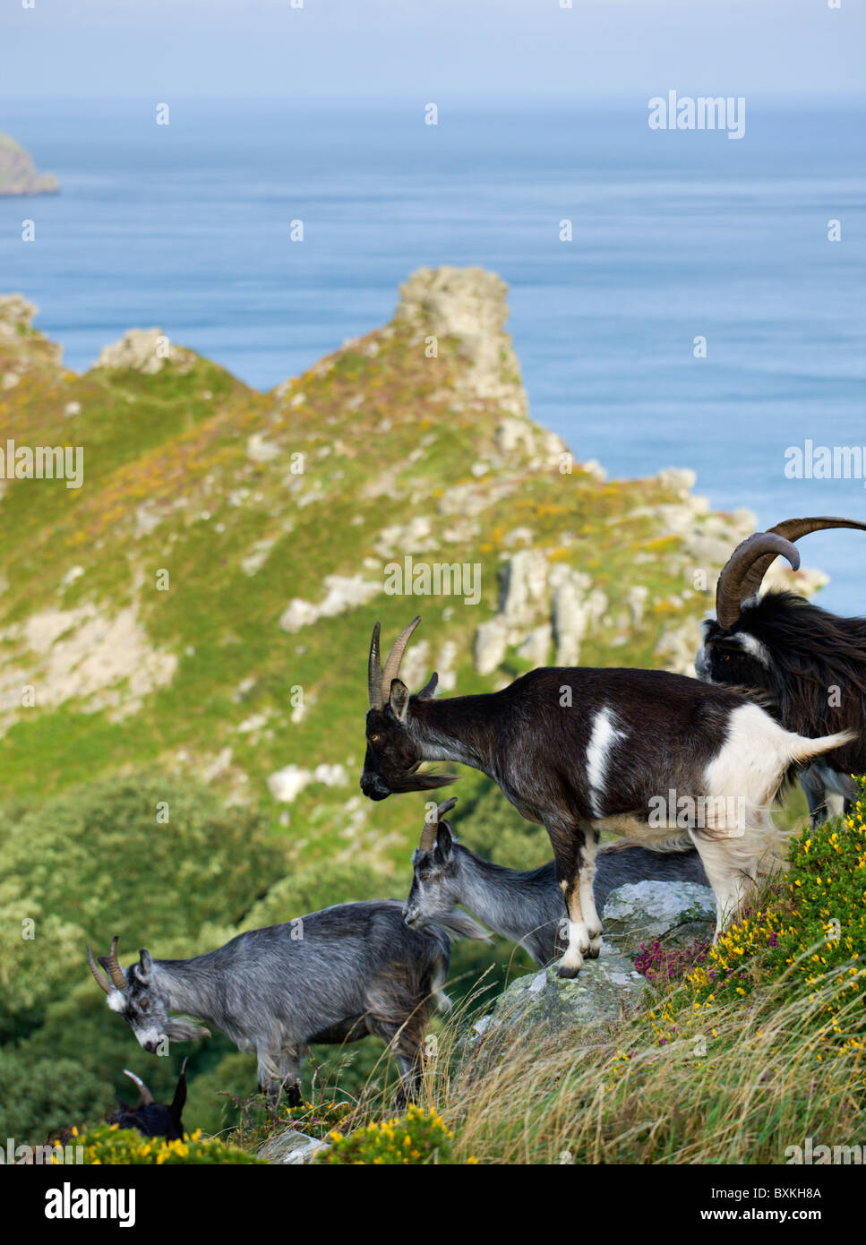 Valley of the rocks exmoor goats hi-res stock photography and images ...
