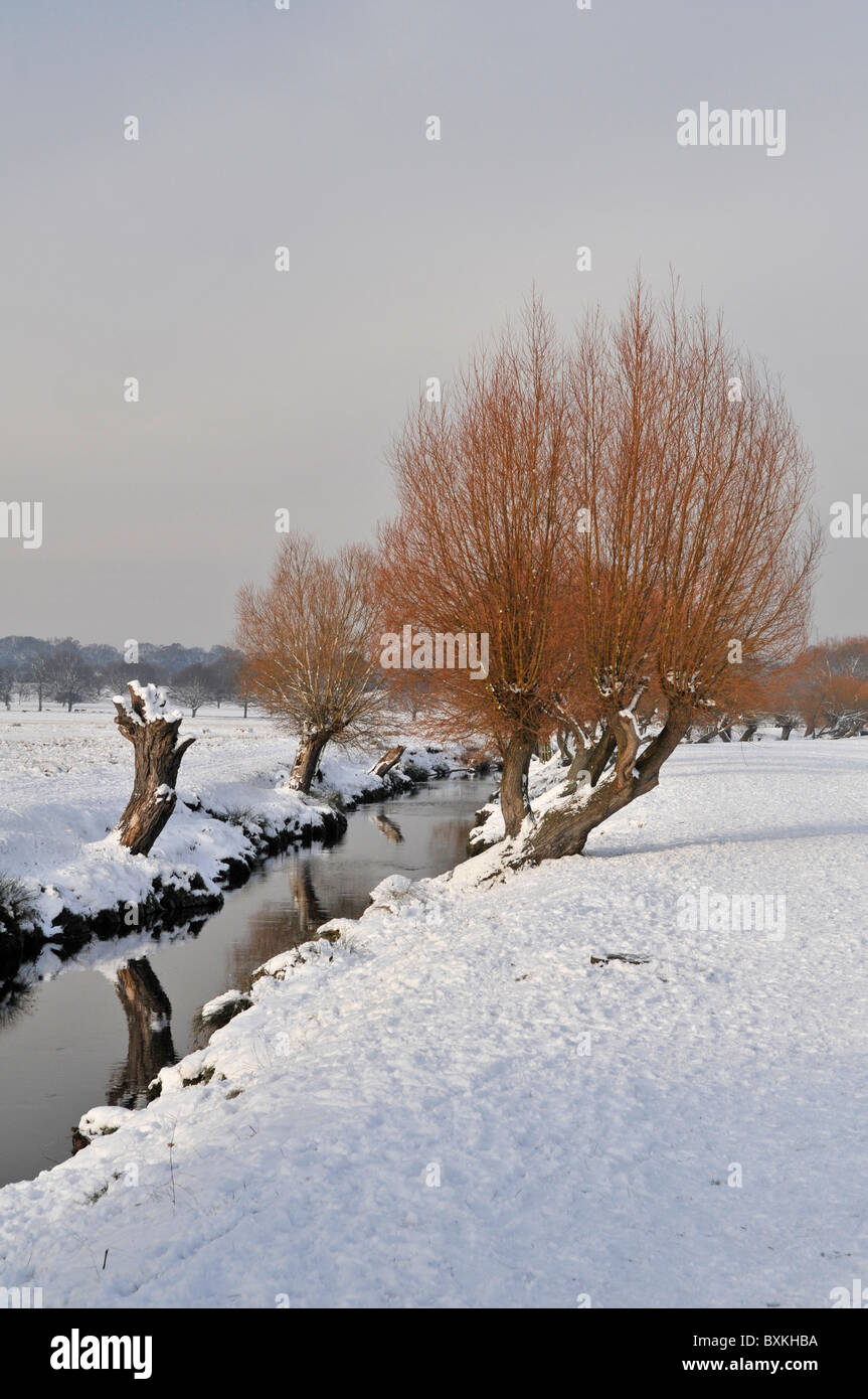 Snowy Willow Tree Night