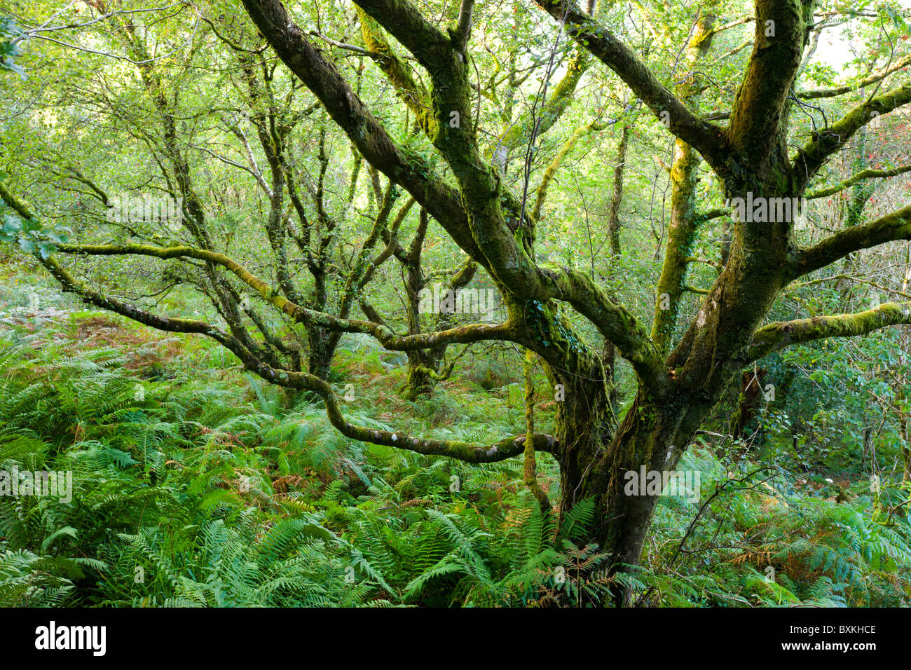Woody bay wood exmoor hi-res stock photography and images - Alamy