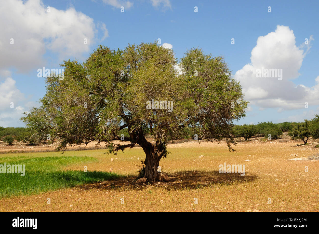Sidi ifni morocco blue hi-res stock photography and images - Alamy