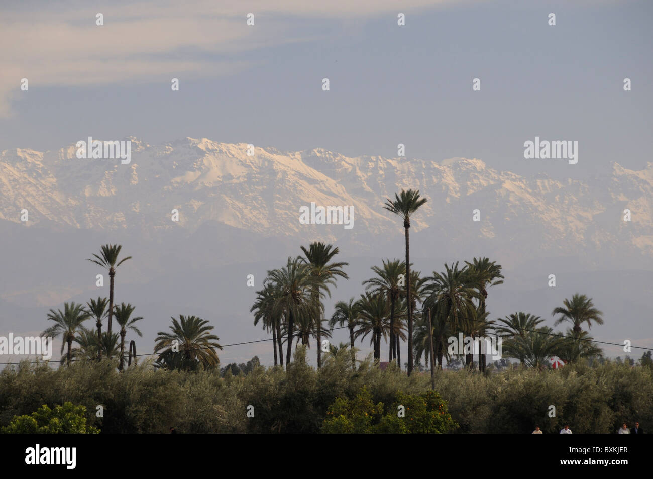 Palms and garden view towards the High Atlas Mountains in Menara ...