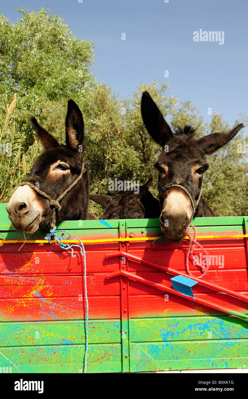 Donkeys hi-res stock photography and images - Alamy