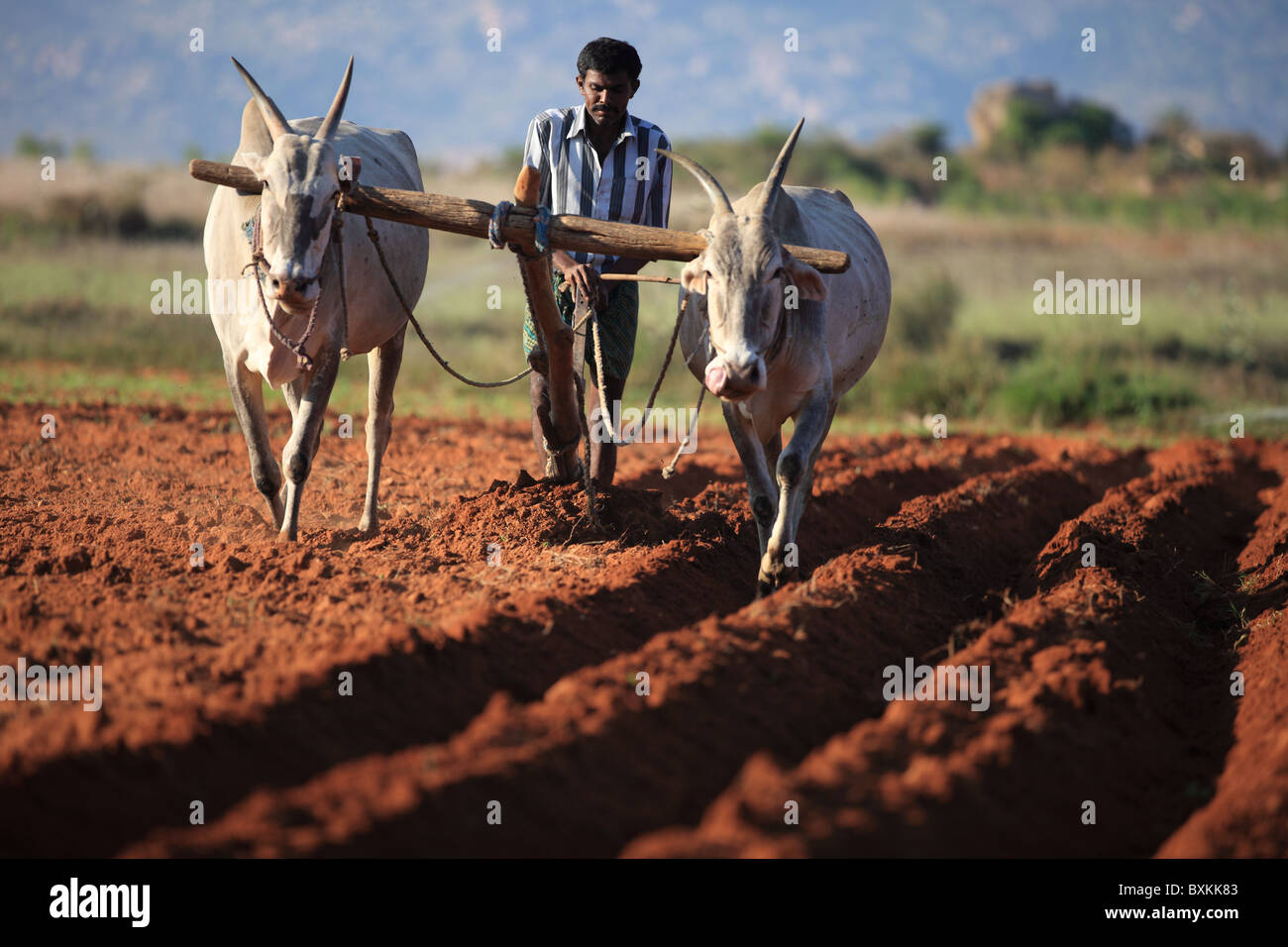 Farmer in the field Andhra Pradesh South India Stock Photo - Alamy