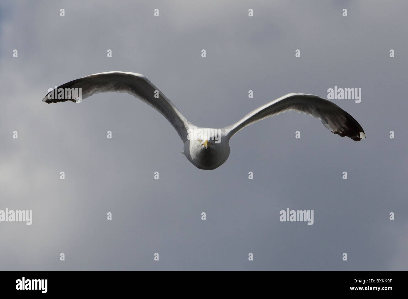 A seagull in flight Stock Photo - Alamy