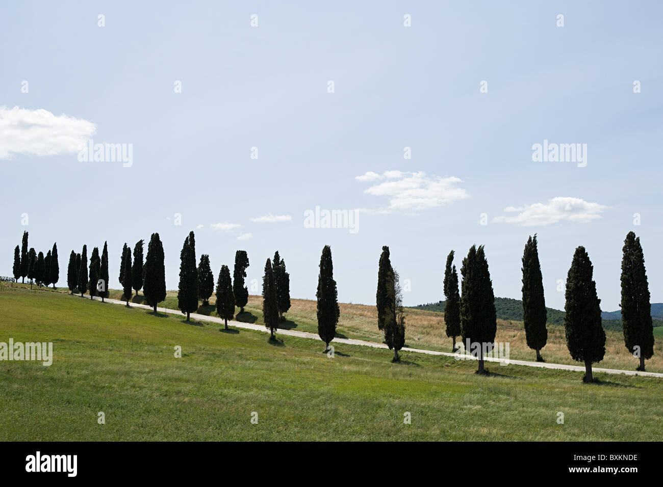 Line of cypress trees hi-res stock photography and images - Alamy