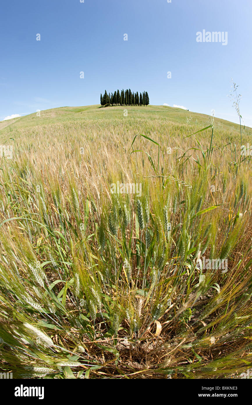 Italian cypress tree species hi-res stock photography and images - Alamy