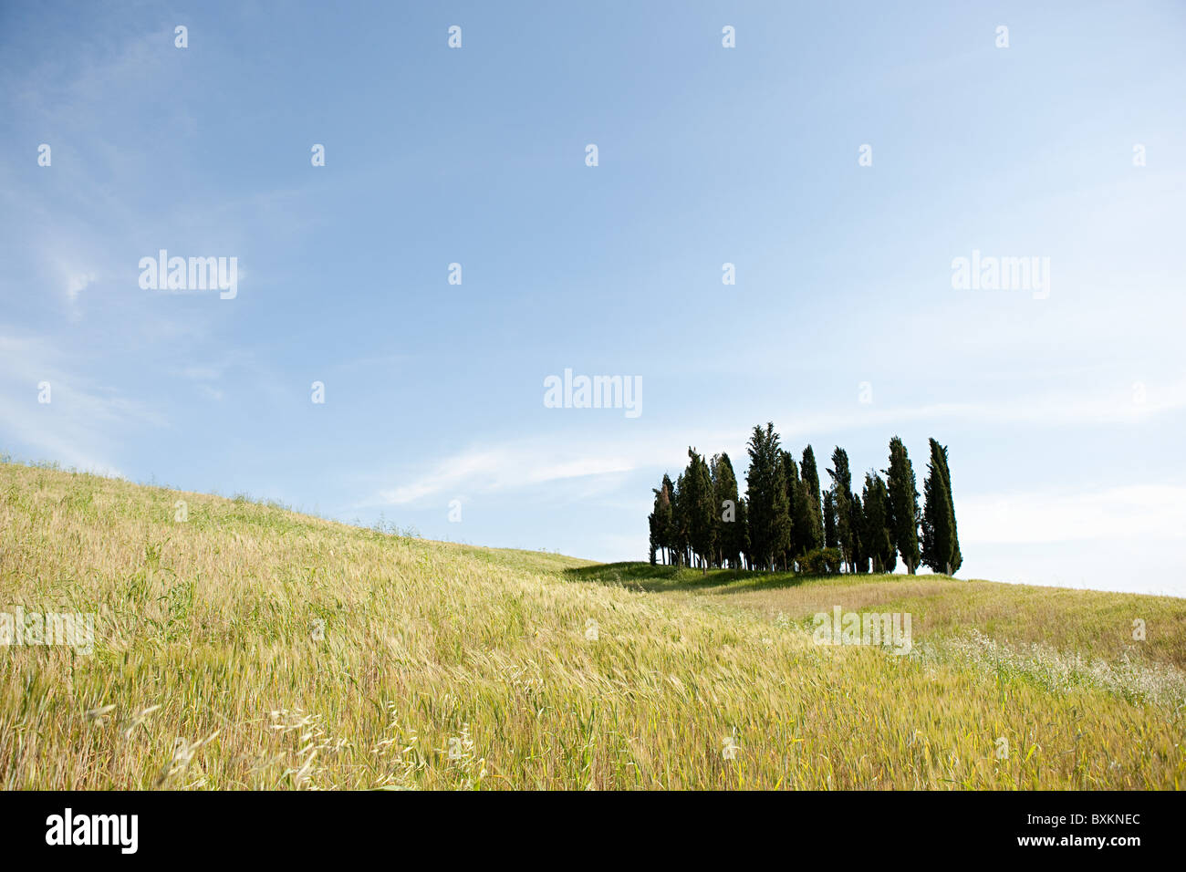 Italian cypress tree species hi-res stock photography and images - Alamy
