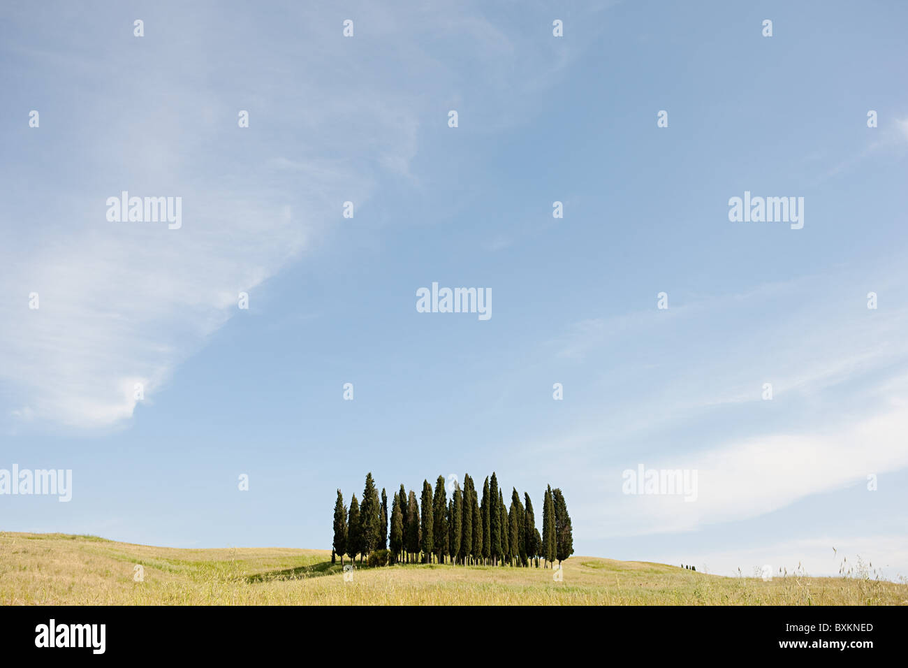 Italian cypress tree species hi-res stock photography and images - Alamy