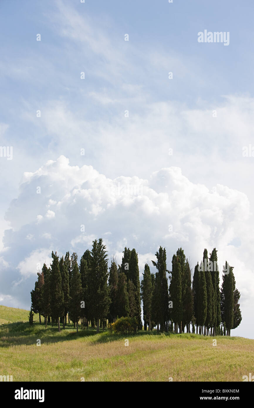 Italian cypress tree species hi-res stock photography and images - Alamy