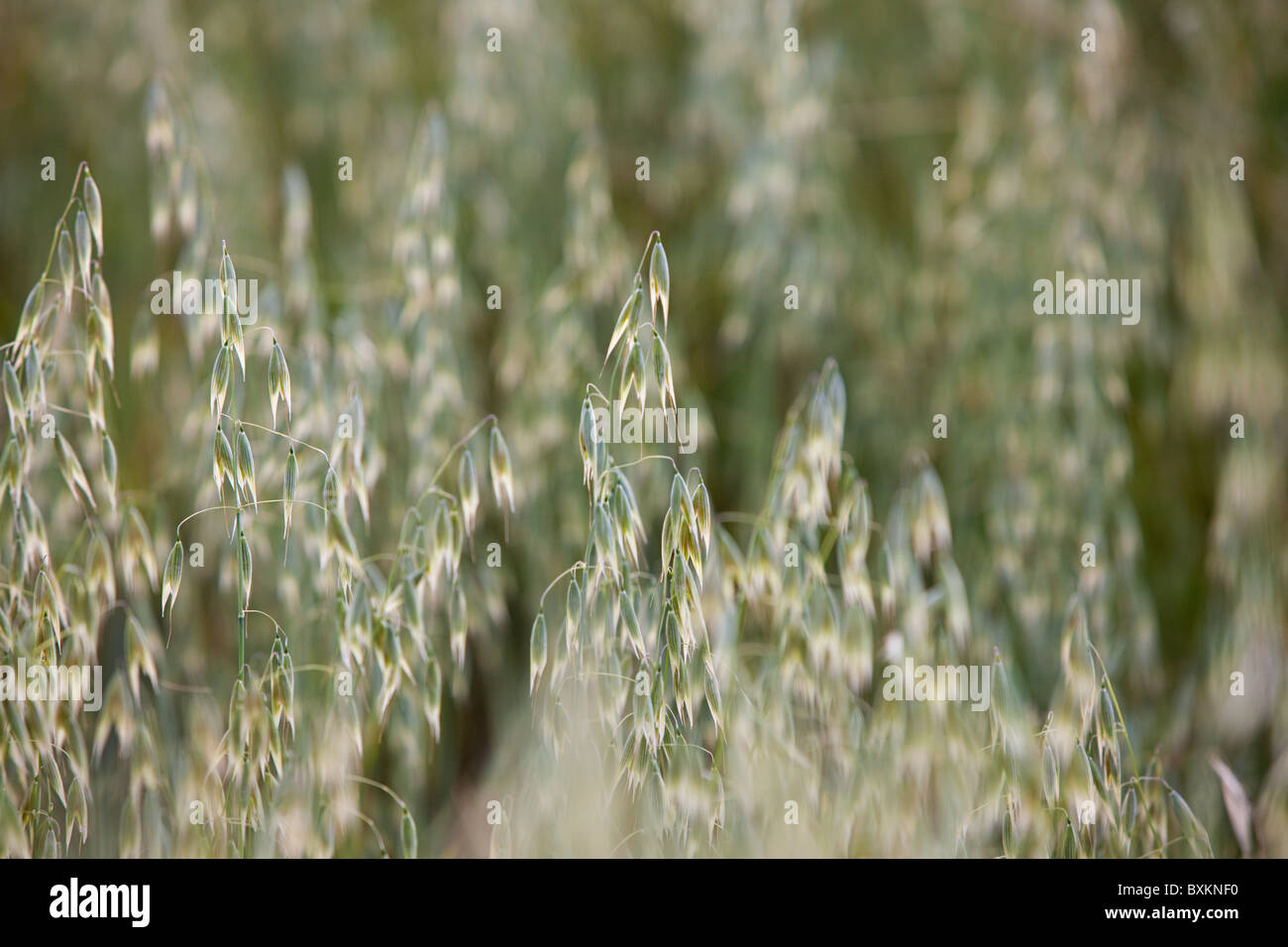 Close up of oat plants Stock Photo - Alamy