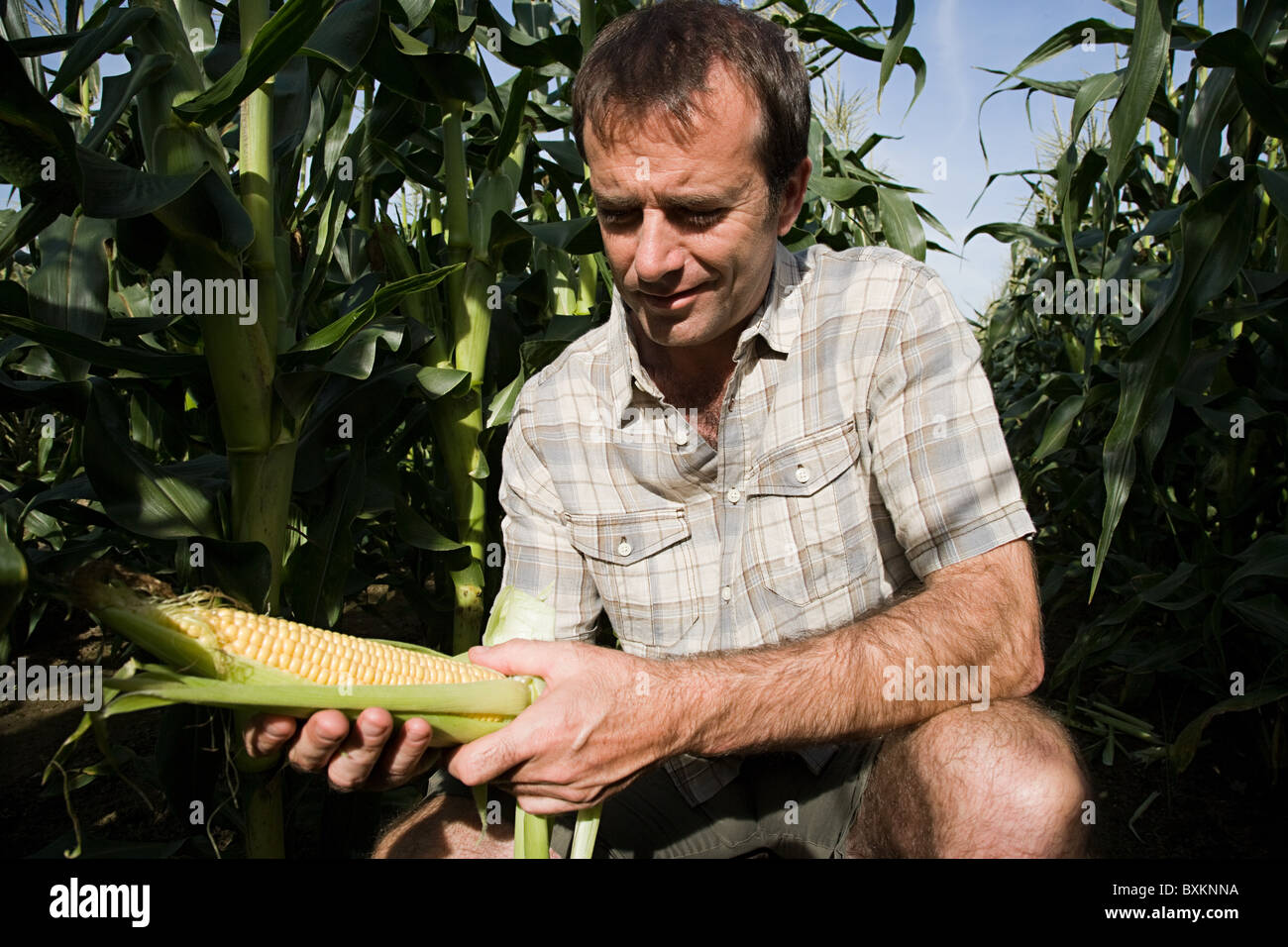 Man holding corn cob Stock Photo - Alamy