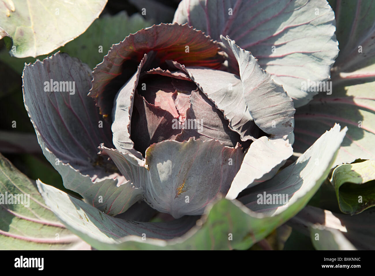 Cabbage, close up Stock Photo - Alamy