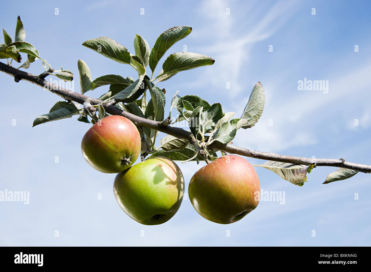 Three apples growing on tree branch Stock Photo - Alamy