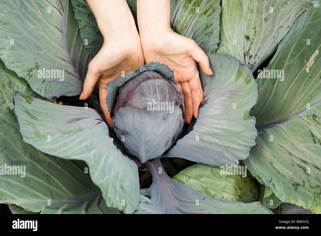 Young woman holding cabbage, close up Stock Photo - Alamy