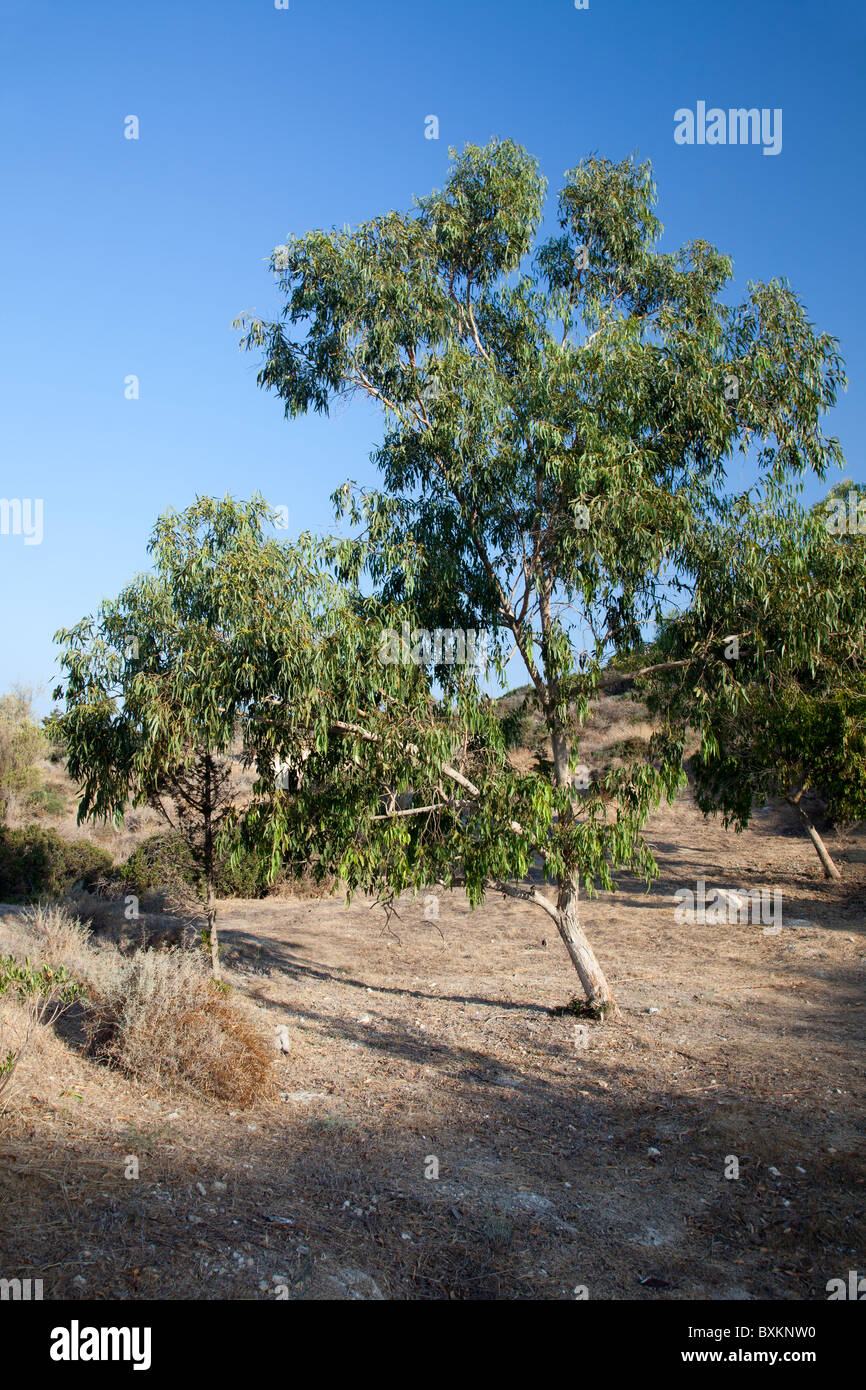 Cypriot flora hi-res stock photography and images - Alamy