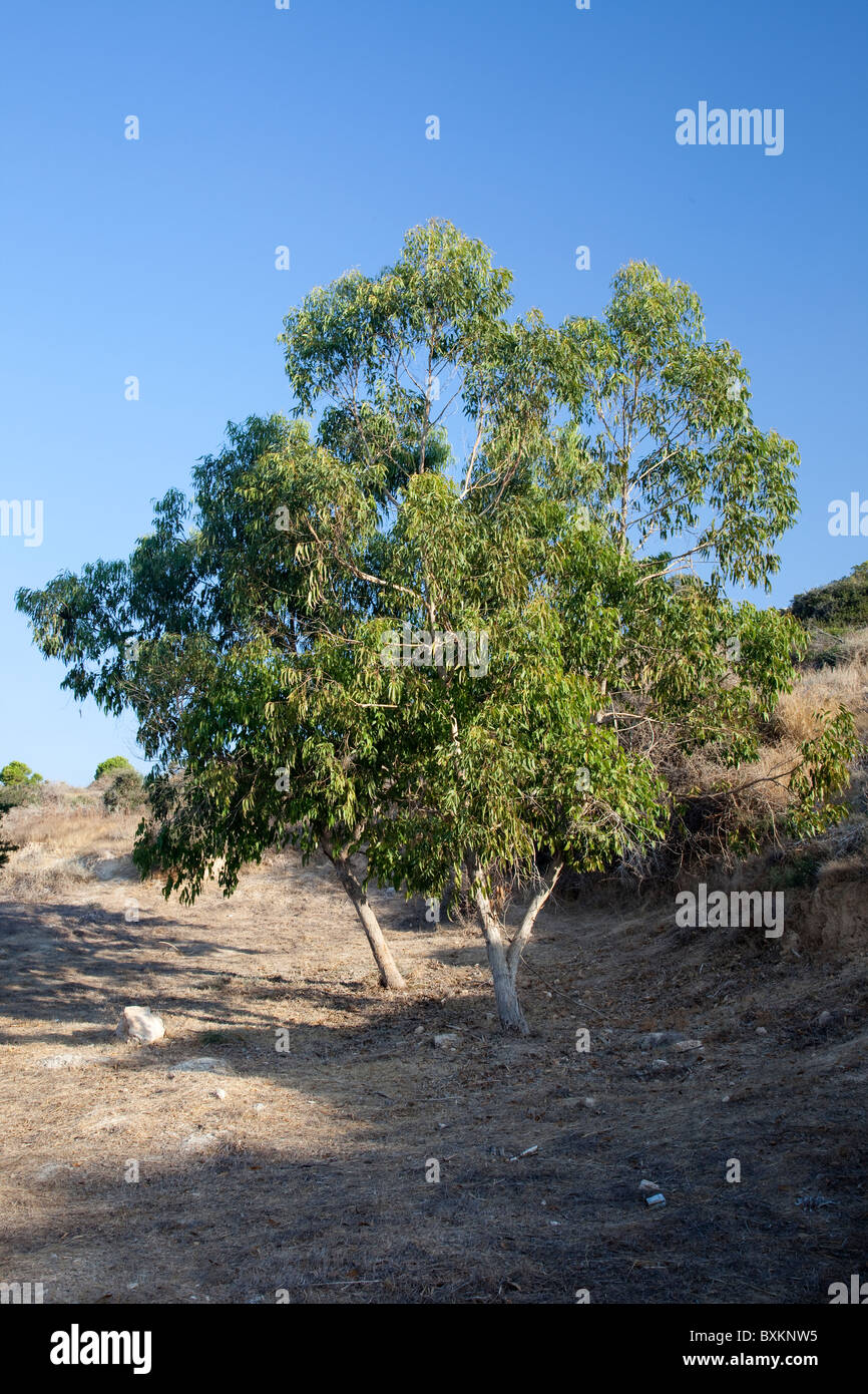 Cypriot flora hi-res stock photography and images - Alamy