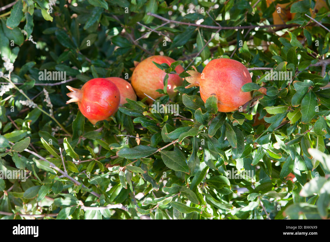 Anar fruit hi-res stock photography and images - Alamy