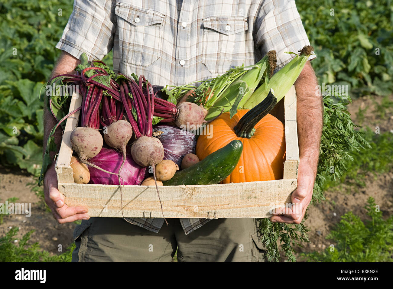Farmed vegetables hi-res stock photography and images - Alamy