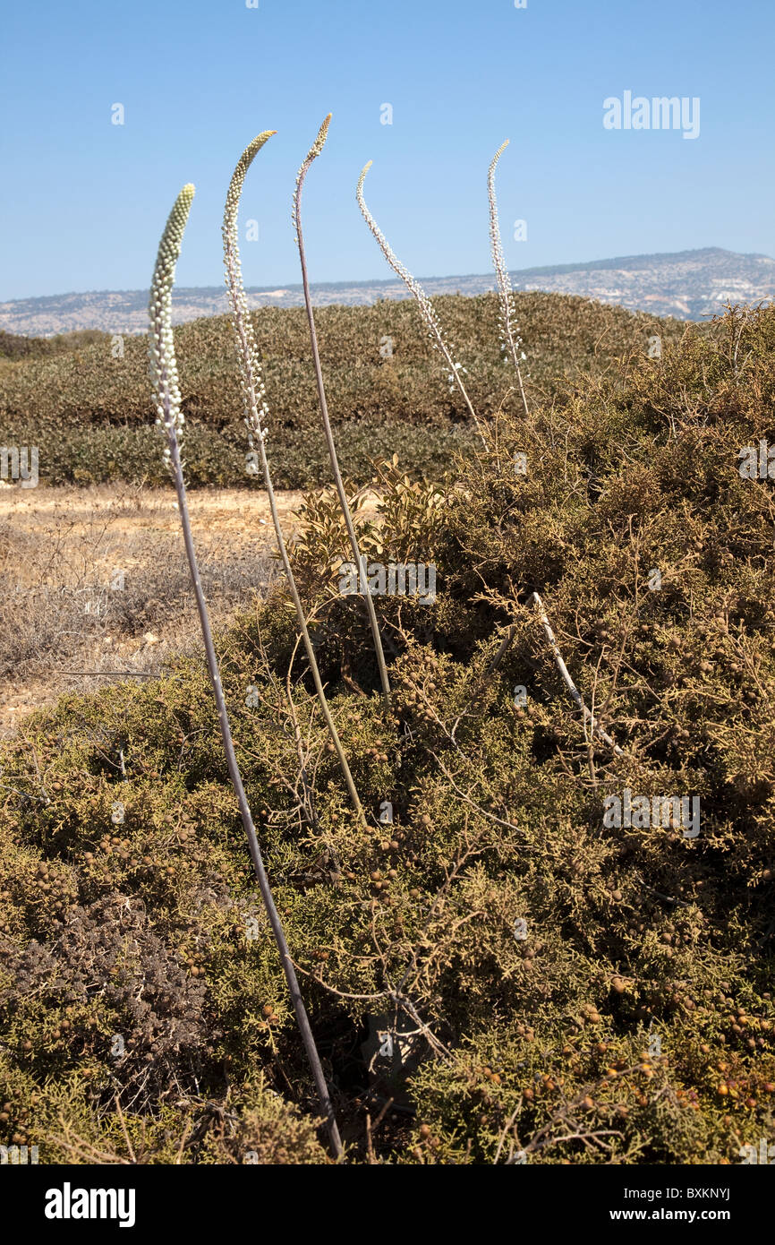Cyprus flora hi-res stock photography and images - Alamy