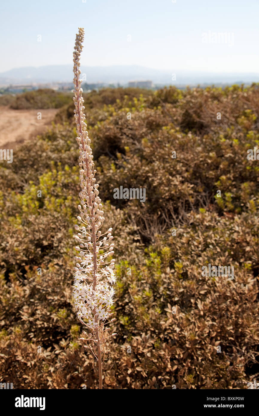 Flora Cyprus High Resolution Stock Photography and Images - Alamy