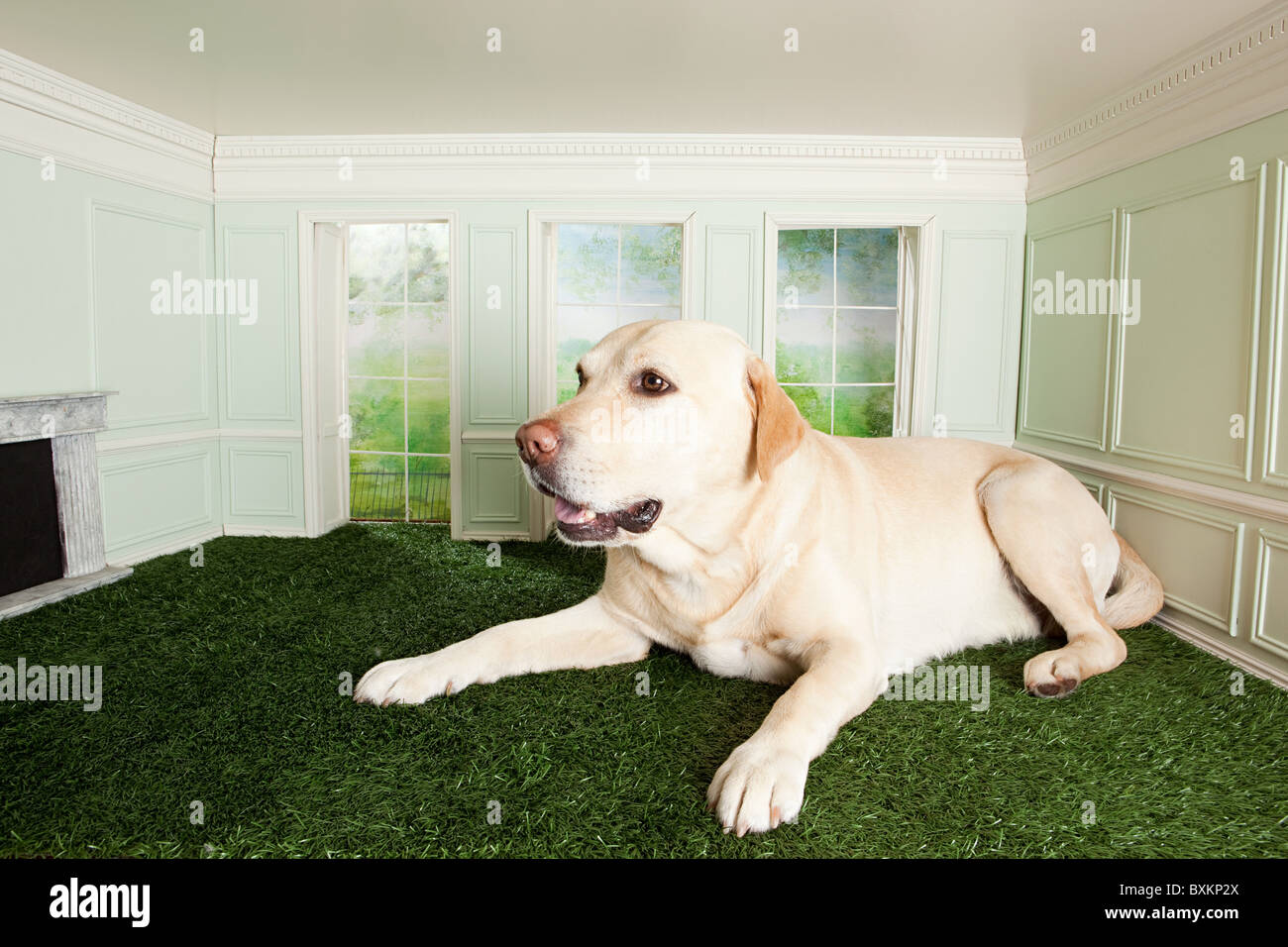 Big dog in a small room Stock Photo - Alamy