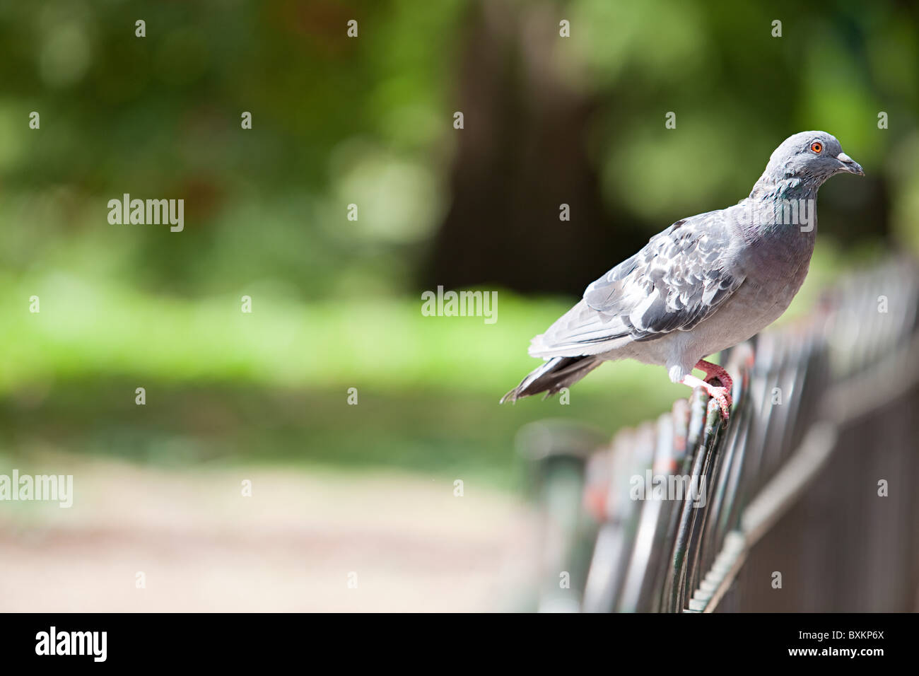 Pigeon techniques hi-res stock photography and images - Alamy