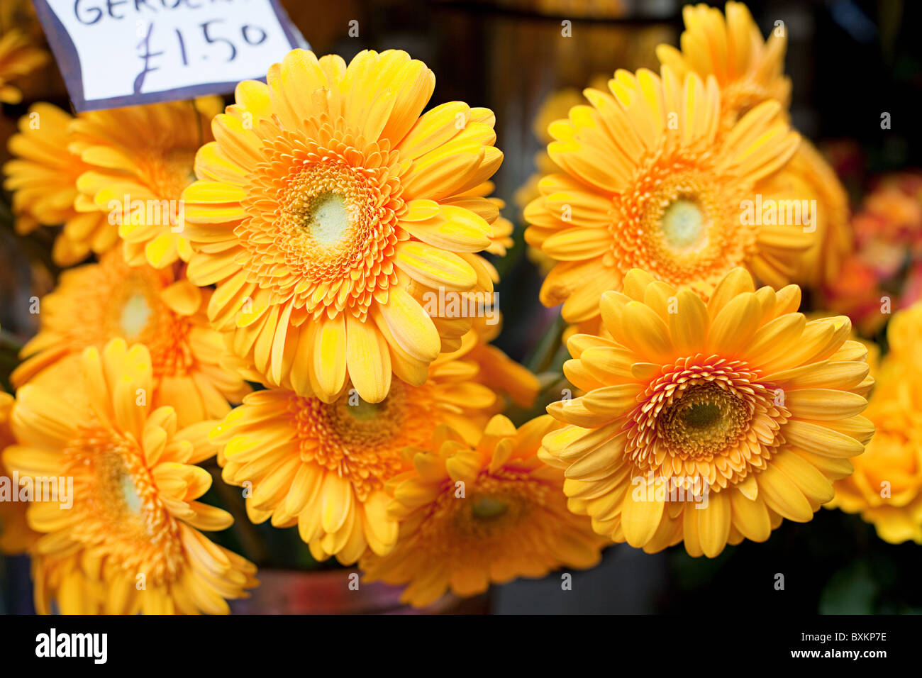 Yellow Gerbera flowers Stock Photo - Alamy