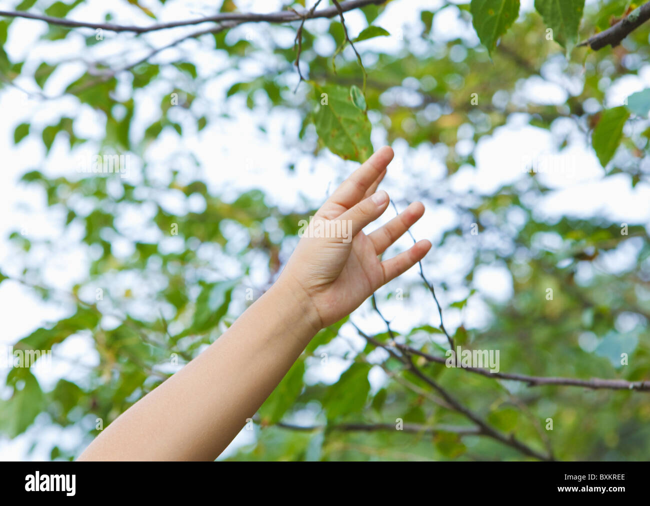 Closeup of hand trying to reach branches Stock Photo - Alamy