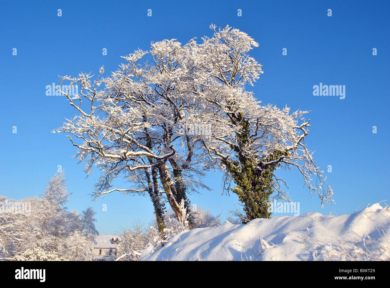 Clear winter photo hi-res stock photography and images - Alamy