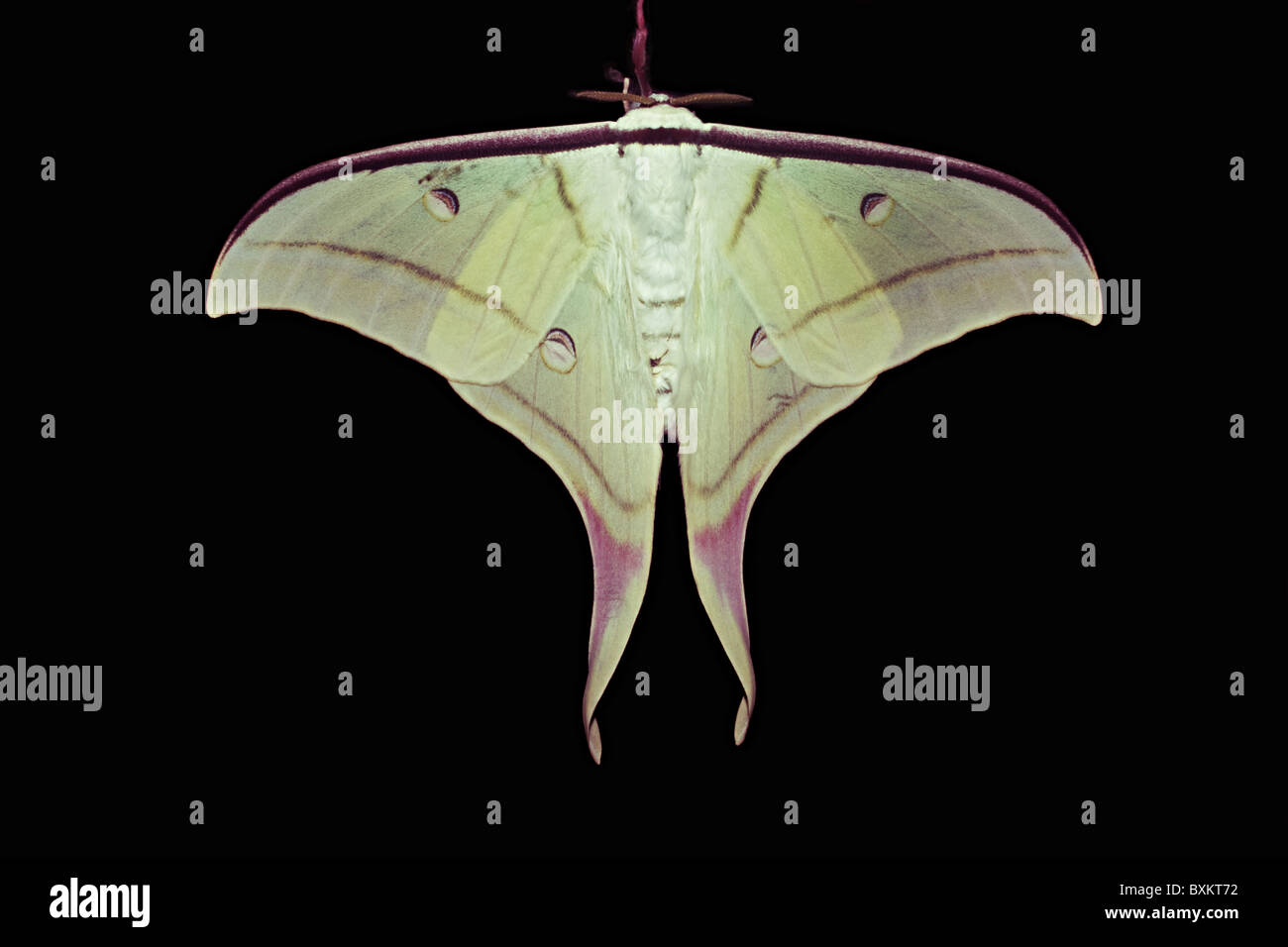 Indian Moon Moth Actias selene. It is also called the Indian Luna Moth ...