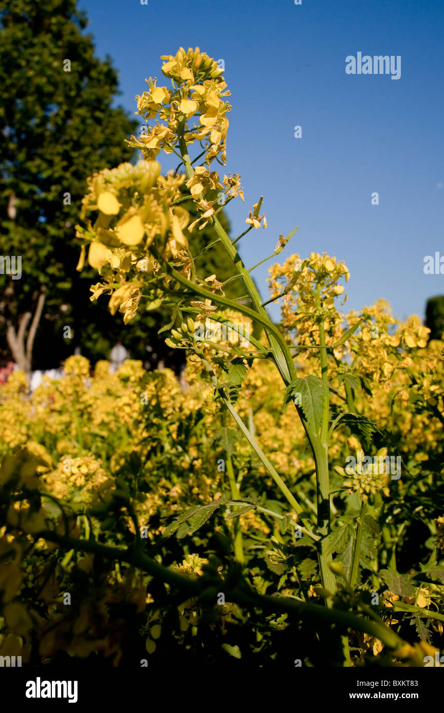 Paris, France, Garden Event, Farmer's Event, Detail, Mustard Plant ...