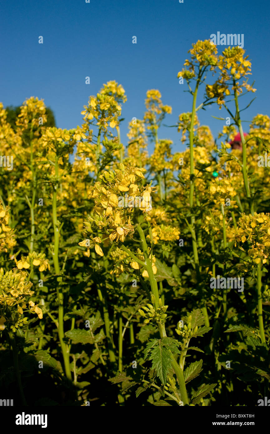 Paris, France, Champs-Ely-sees Garden Event, Farmer's Event, Detail ...
