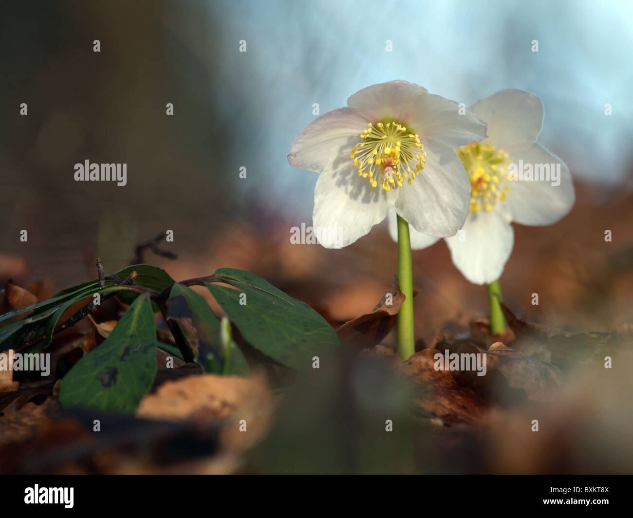 Helleborus spring flowers Stock Photo - Alamy