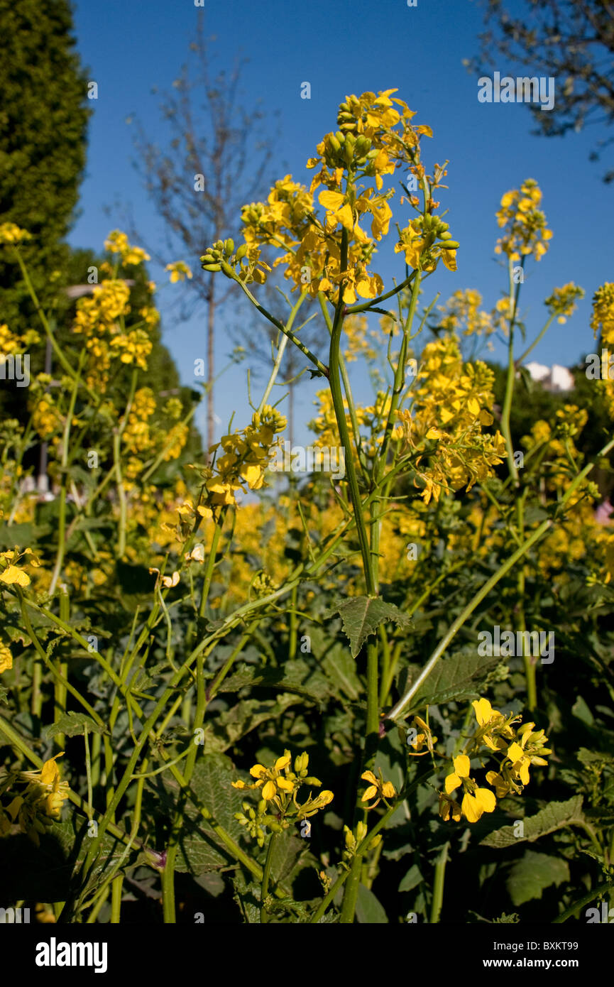 Paris, France, Champs-Ely-sees Garden Event, Farmer's Event, Detail ...
