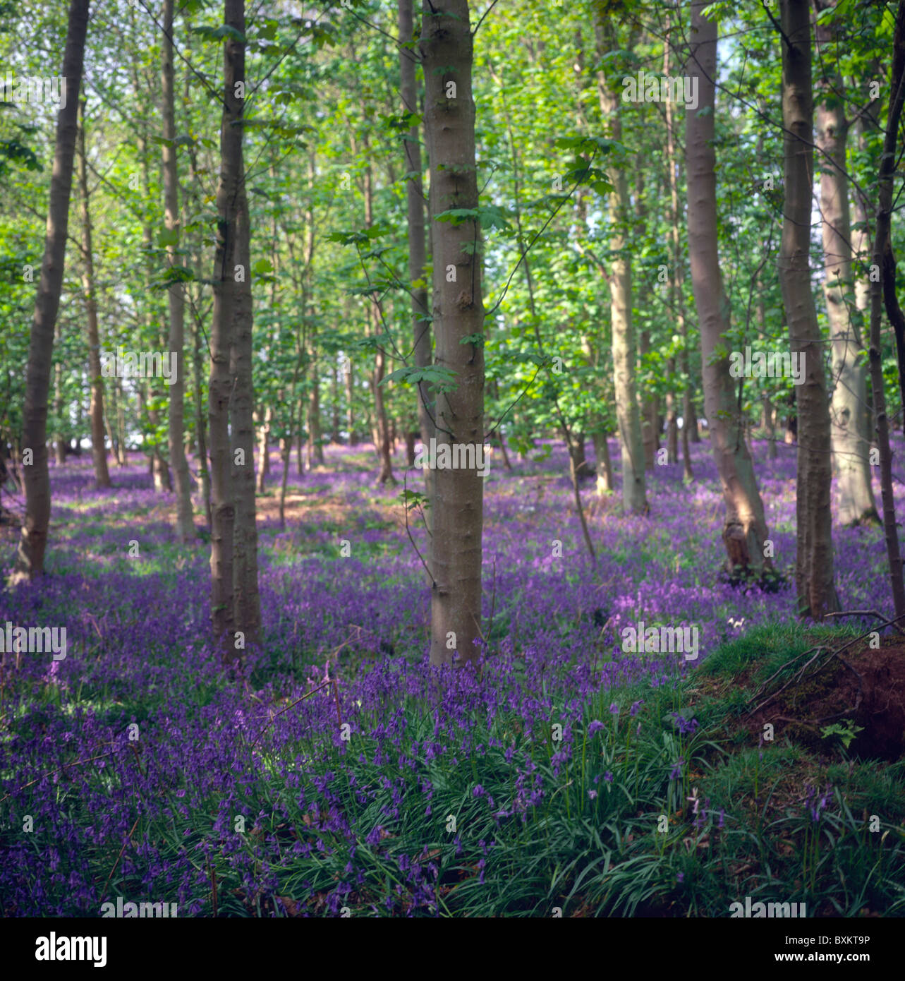 Bluebell woods Butley Suffolk England Stock Photo - Alamy