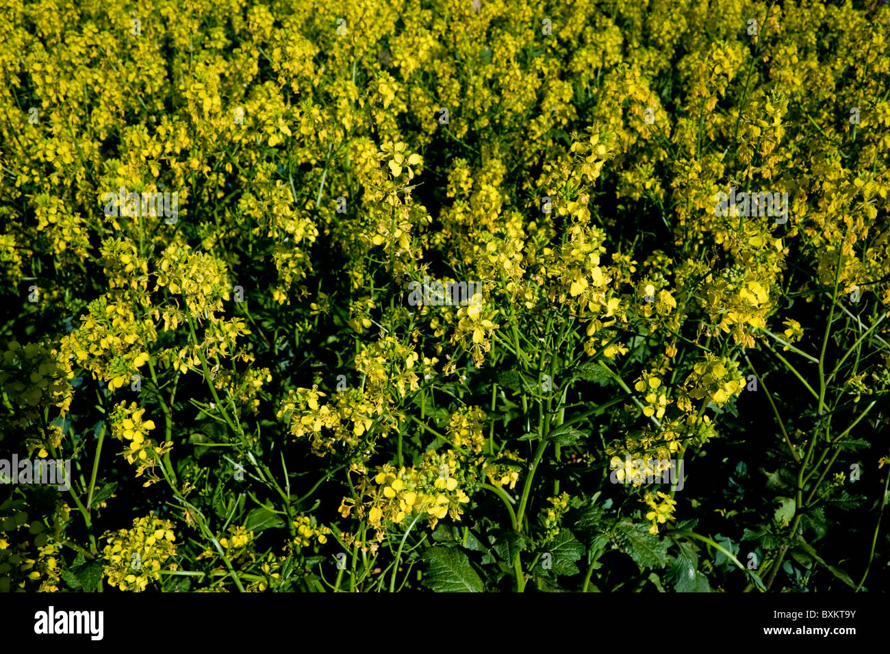 Paris, France, Garden Event, Farmer's Event; Detail canola Rapeseed ...