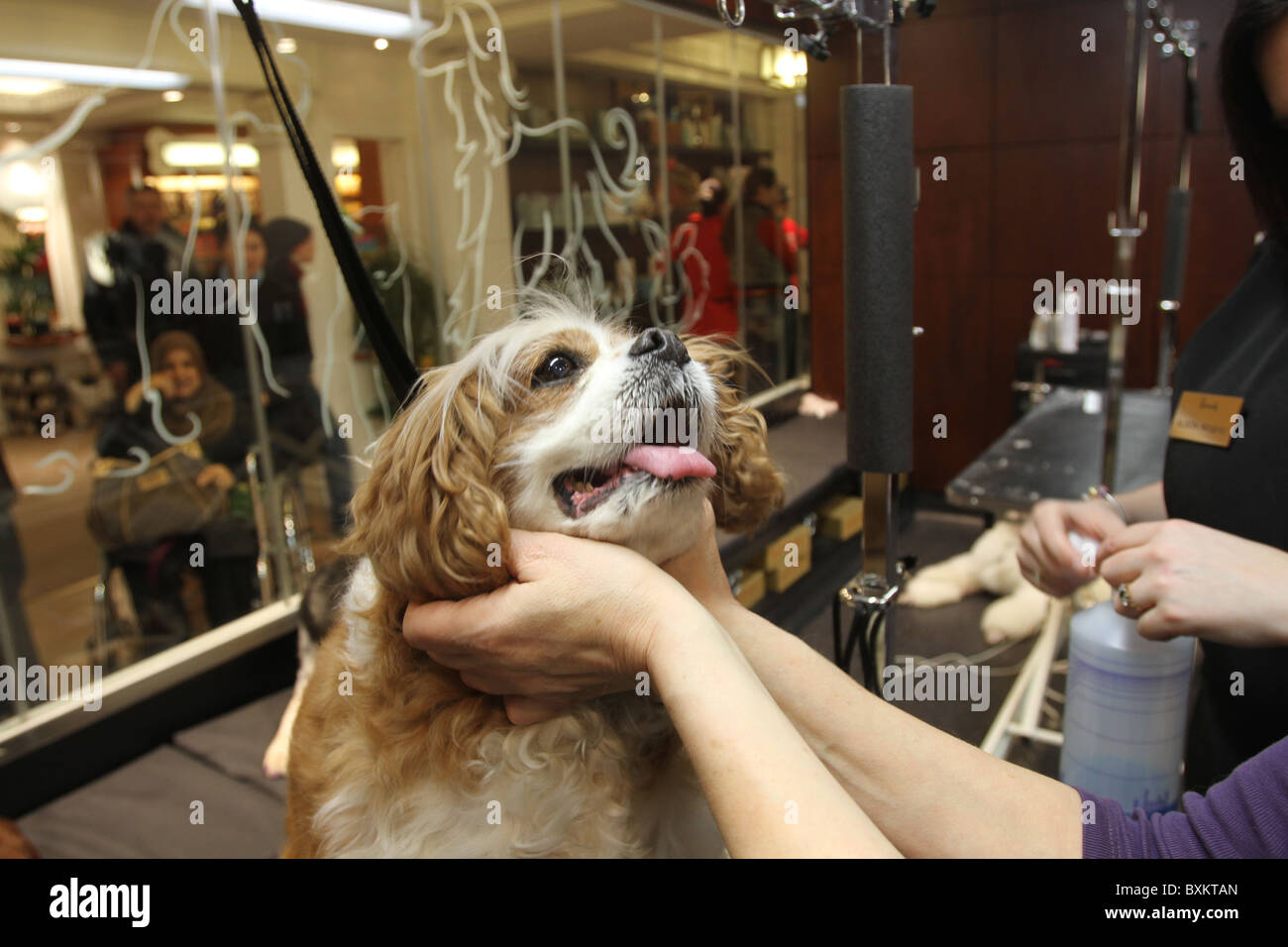 Harrods store gets a pet spa Stock Photo - Alamy