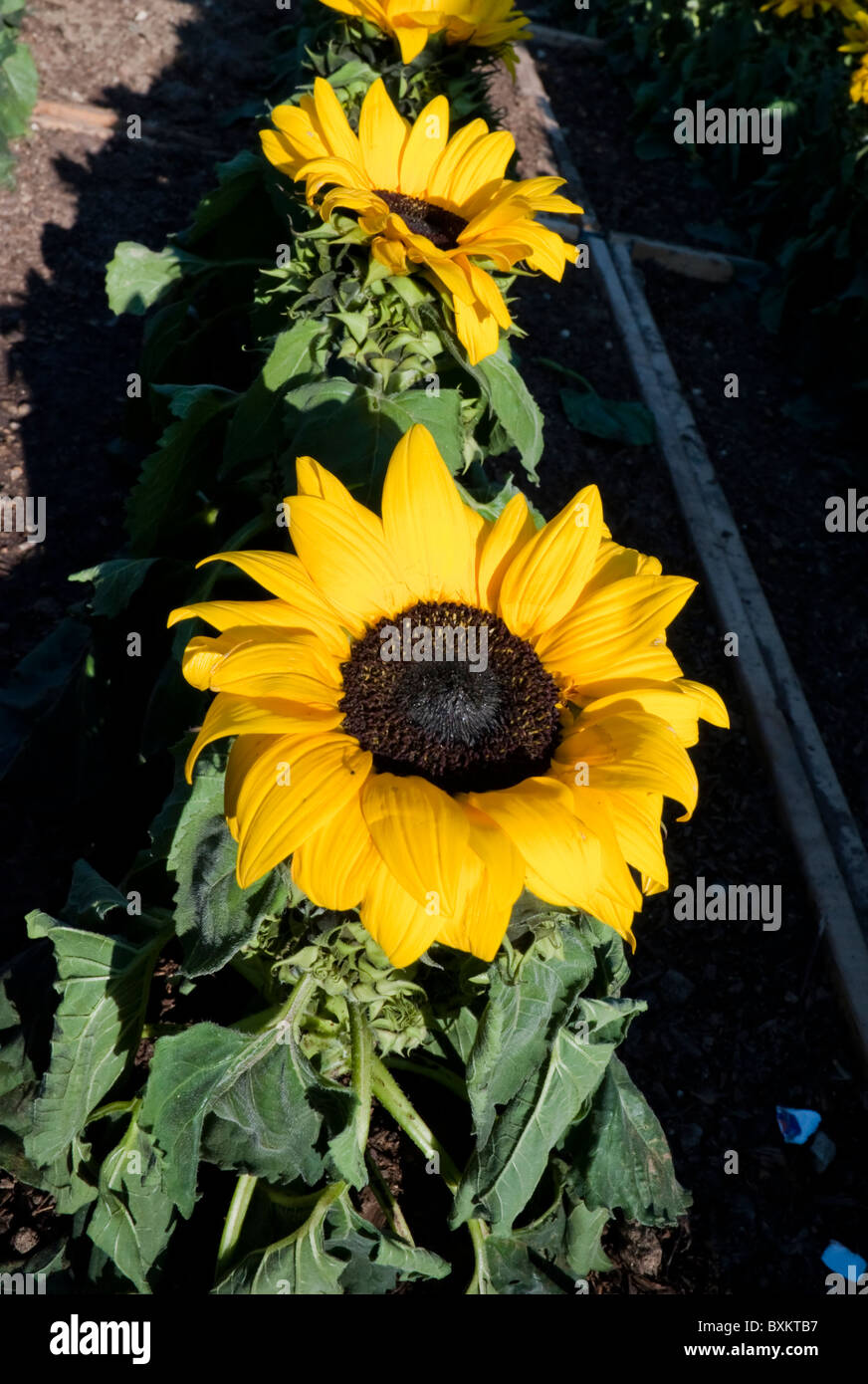 Paris, France, Close up Yellow, Flowers, on Display at Public Garden ...