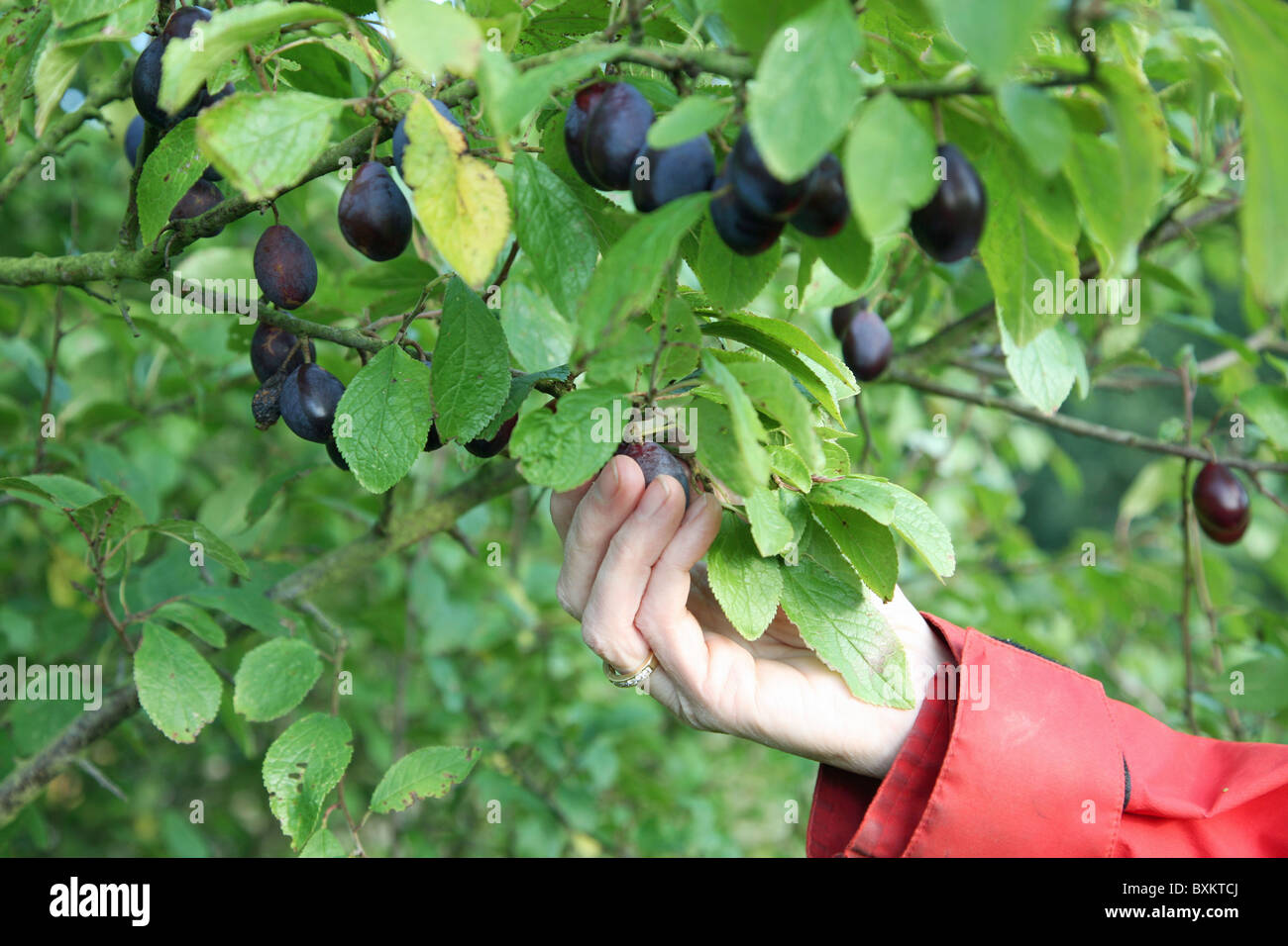 Damson picking hi-res stock photography and images - Alamy